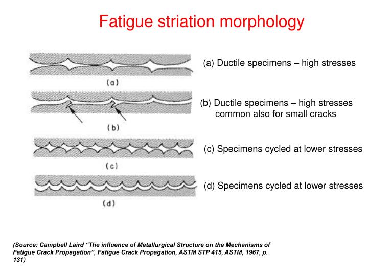 PPT - Fatigue striation morphology PowerPoint Presentation, free ...