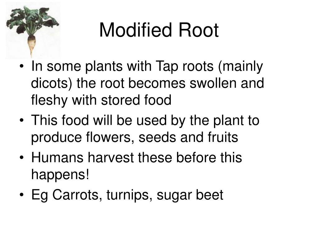 PPT - Transport, food storage and gas exchange in flowering plants ...