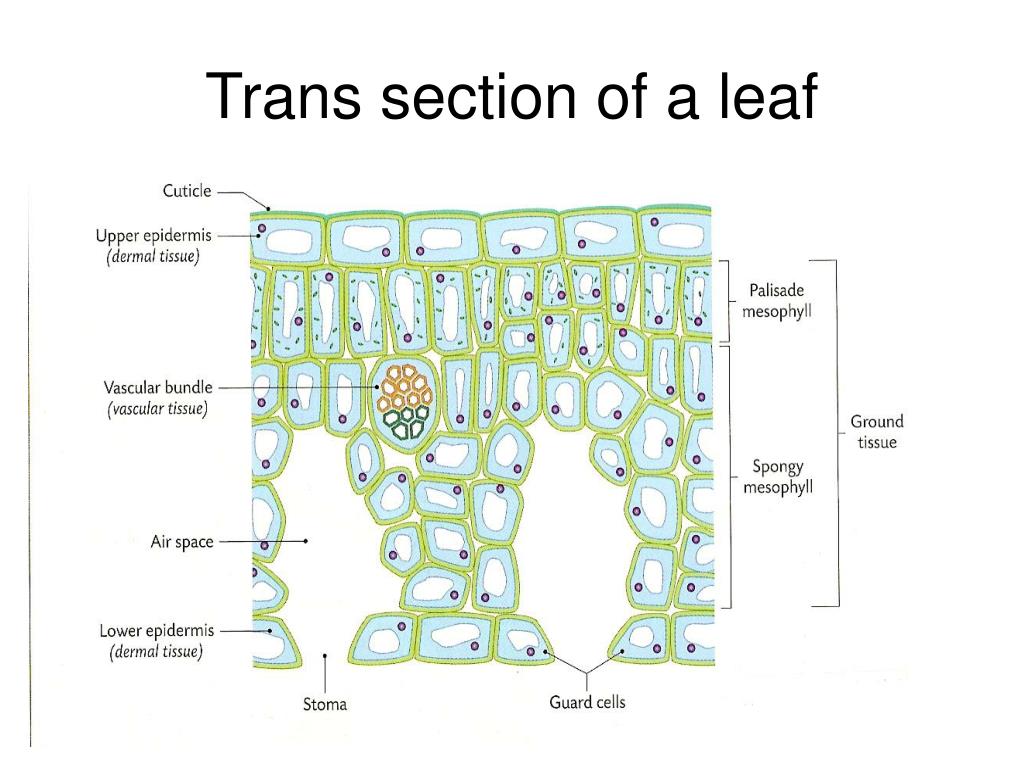 PPT - Transport, food storage and gas exchange in flowering plants ...