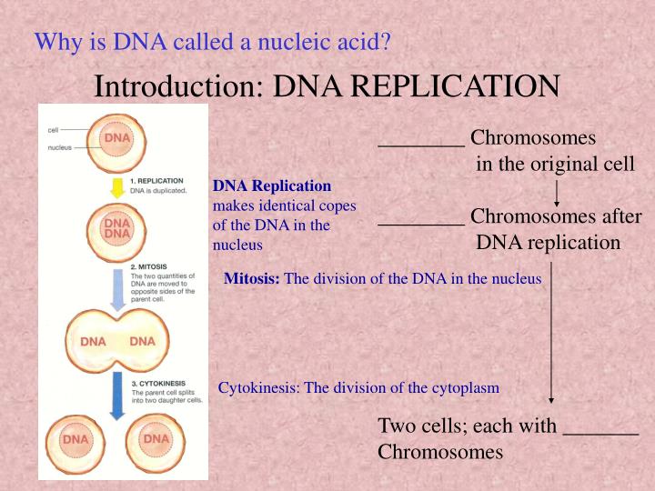 PPT - Introduction: DNA REPLICATION PowerPoint Presentation, free ...