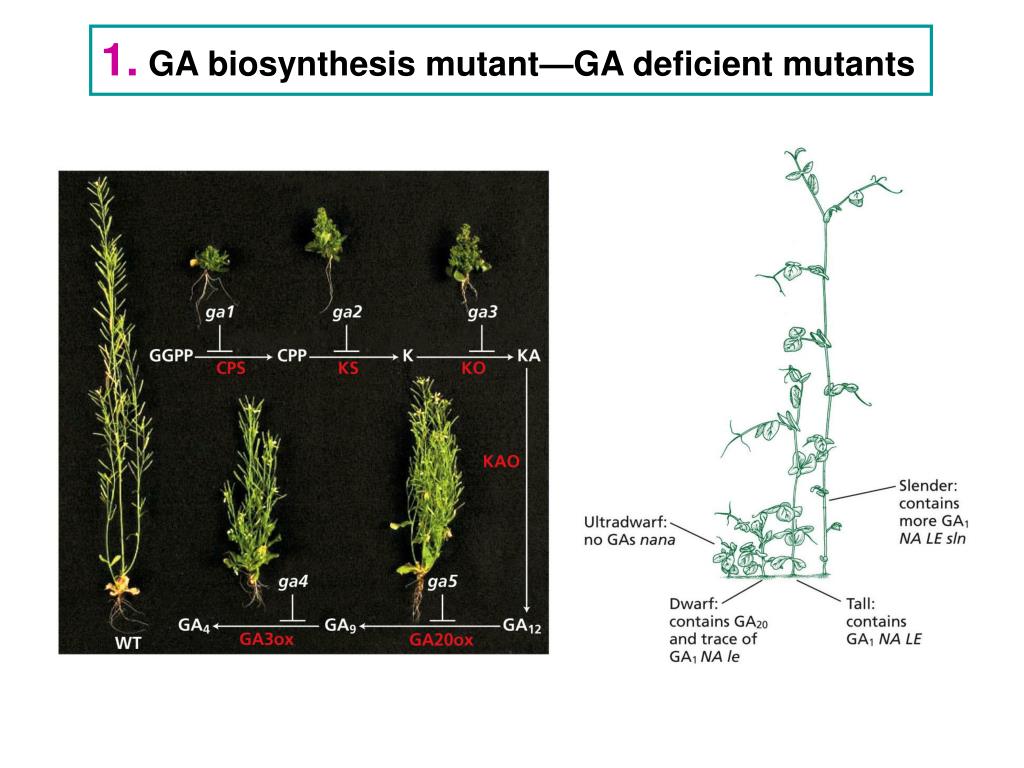 PPT - Biol 352 Lecture 5 Gibberellins: Regulators of Plant Height And ...