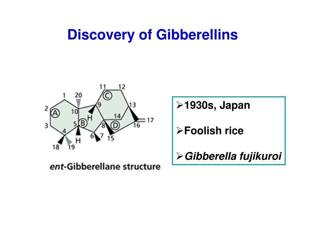 PPT - Biol 352 Lecture 5 Gibberellins: Regulators of Plant Height And ...
