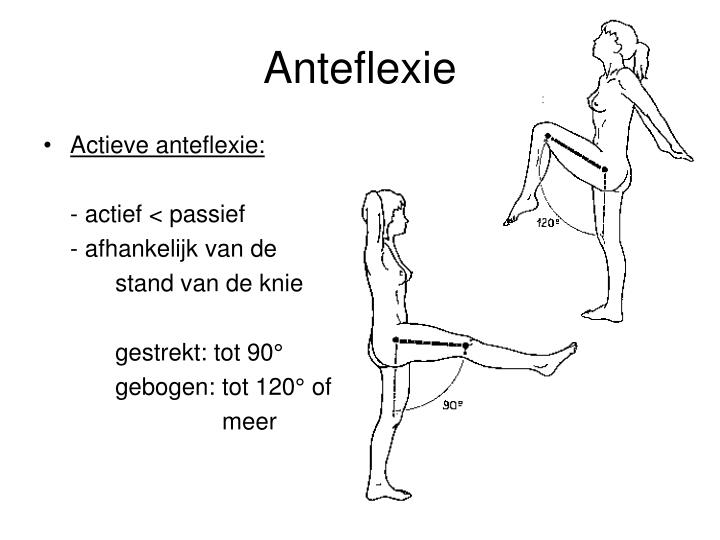 PPT - Het heupgewricht PowerPoint Presentation - ID:3303923