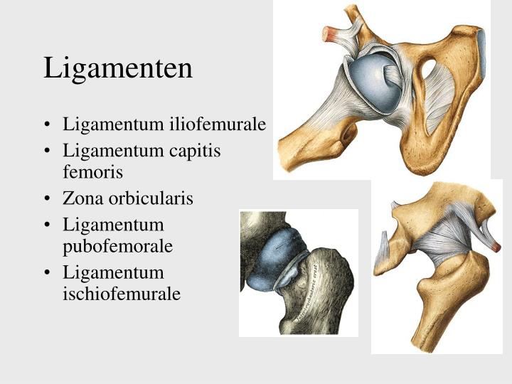 PPT - Het heupgewricht PowerPoint Presentation - ID:3303923