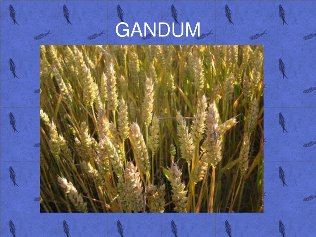 PPT - Fakultas Kedokteran Hewan Universitas Airlangga PowerPoint ...