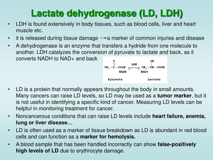 PPT - Biochemistry of the liver PowerPoint Presentation - ID:3305237