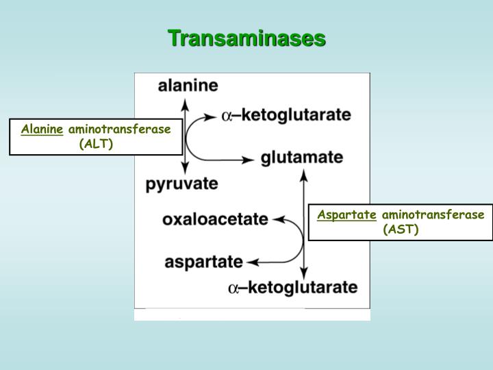 PPT - Biochemistry of the liver PowerPoint Presentation - ID:3305237
