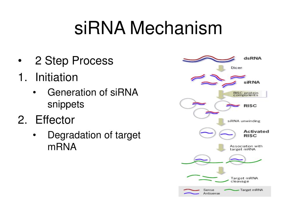PPT - A Web-based Software Tool for Designing Small Interface RNA ...