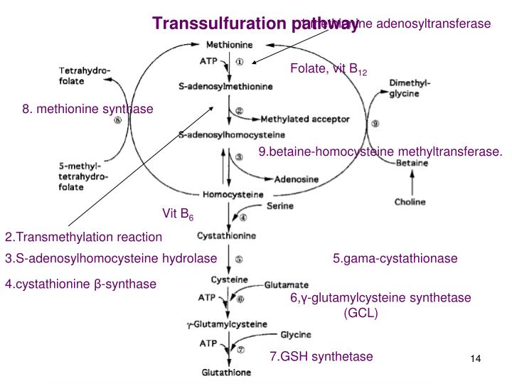 PPT - GLUTATHIONE SYNTHESIS, EFECT OF NUTRITION ON REGULATORY CONTROL ...