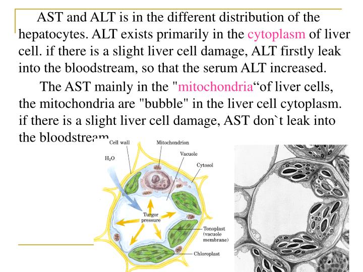 PPT - ALT/sGPT activity PowerPoint Presentation - ID:3306182