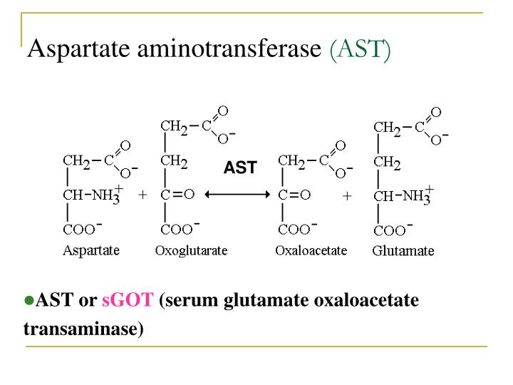 PPT - ALT/sGPT activity PowerPoint Presentation - ID:3306182