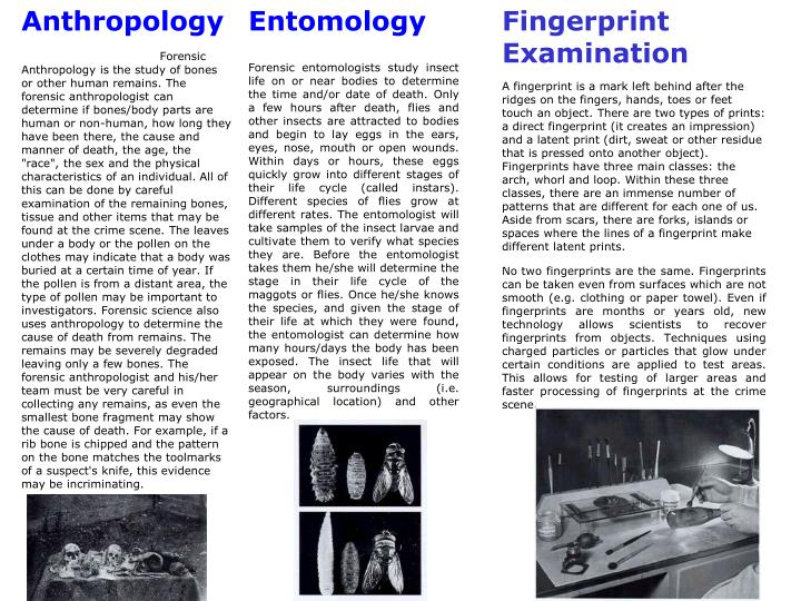 PPT - Entomology PowerPoint Presentation, free download - ID:3306206