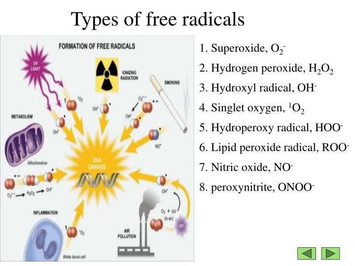 PPT - Free Radicals and Antioxidants PowerPoint Presentation - ID:3306273