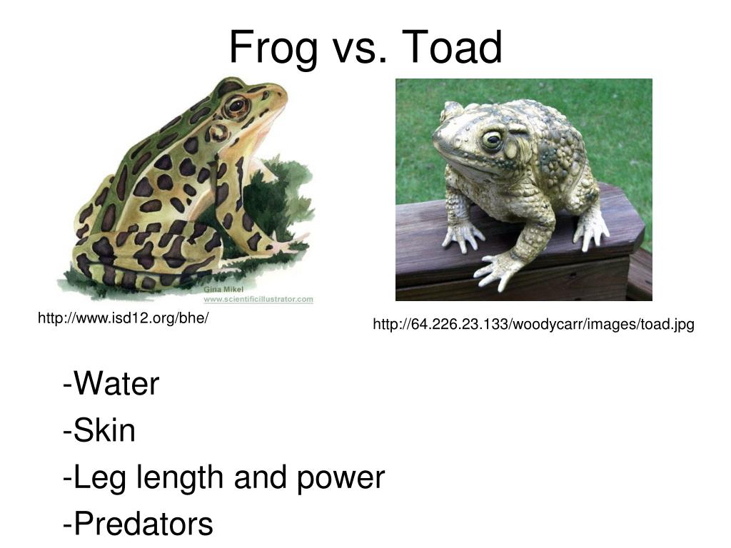PPT - Amphibian Husbandry and Nutrition PowerPoint Presentation, free ...