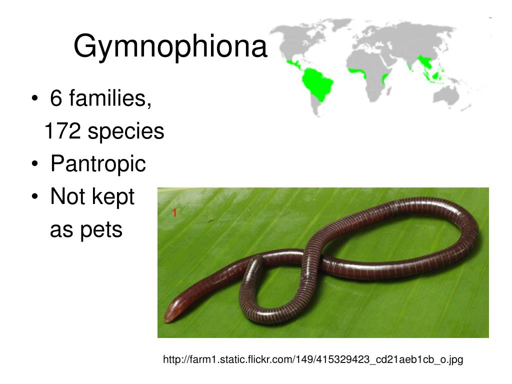PPT - Amphibian Husbandry and Nutrition PowerPoint Presentation, free ...