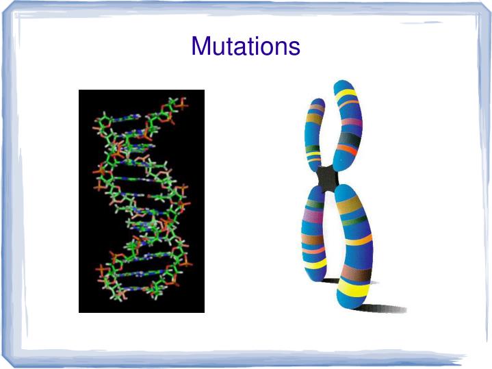 PPT - Mutations PowerPoint Presentation, free download - ID:3306801
