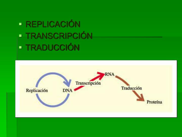 PPT - REPLICACIÓN TRANSCRIPCIÓN TRADUCCIÓN PowerPoint Presentation ...