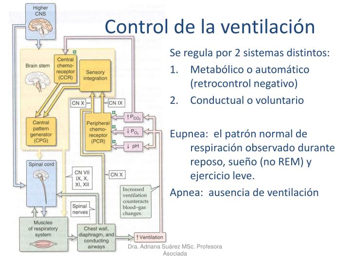 PPT - Control de la ventilación PowerPoint Presentation - ID:3308061