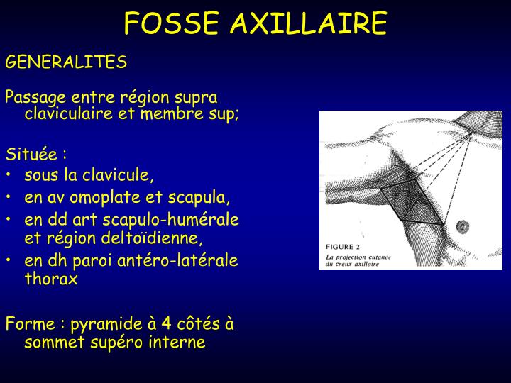PPT - FOSSE AXILLAIRE PowerPoint Presentation - ID:3308065