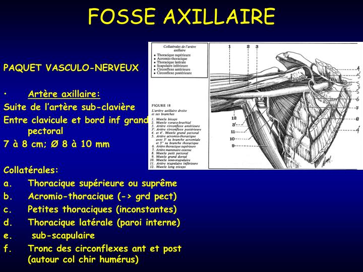 PPT - FOSSE AXILLAIRE PowerPoint Presentation - ID:3308065