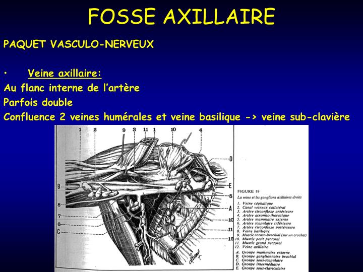 PPT - FOSSE AXILLAIRE PowerPoint Presentation - ID:3308065