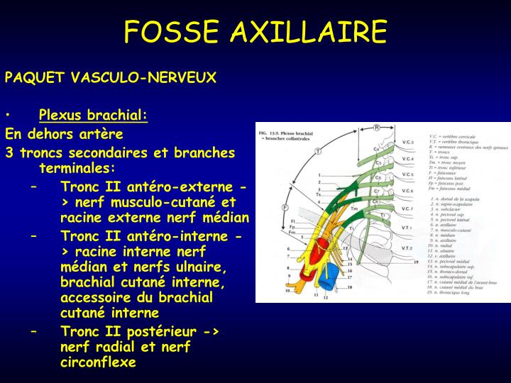 PPT - FOSSE AXILLAIRE PowerPoint Presentation - ID:3308065