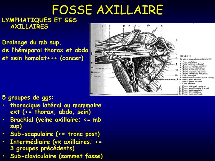 PPT - FOSSE AXILLAIRE PowerPoint Presentation - ID:3308065