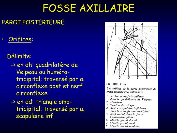 PPT - FOSSE AXILLAIRE PowerPoint Presentation - ID:3308065