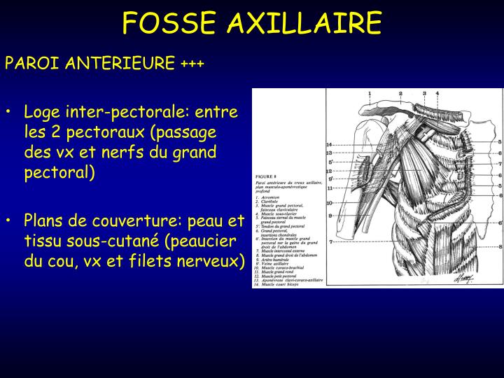 PPT - FOSSE AXILLAIRE PowerPoint Presentation - ID:3308065