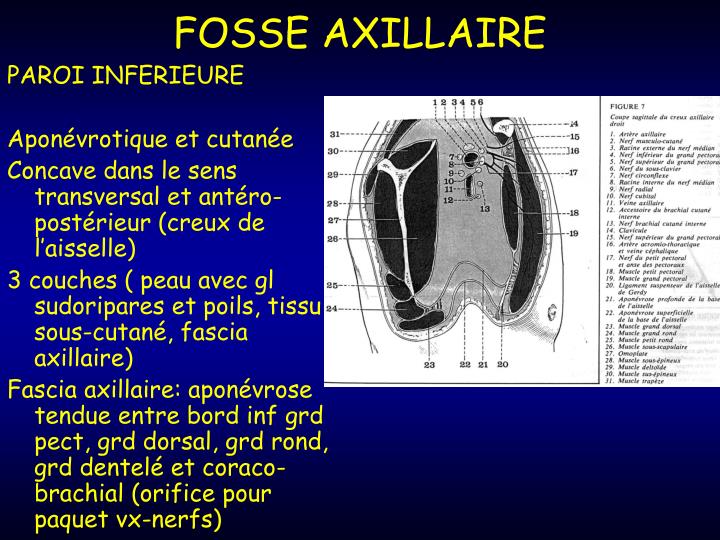 PPT - FOSSE AXILLAIRE PowerPoint Presentation - ID:3308065