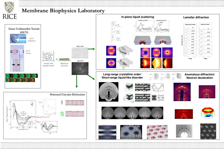 PPT - Membrane Biophysics Laboratory PowerPoint Presentation, free ...
