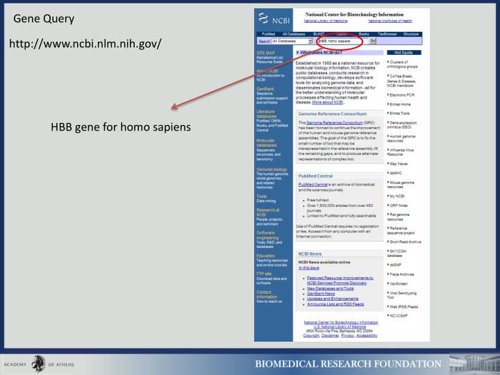 PPT - Gene Query PowerPoint Presentation, free download - ID:3308727