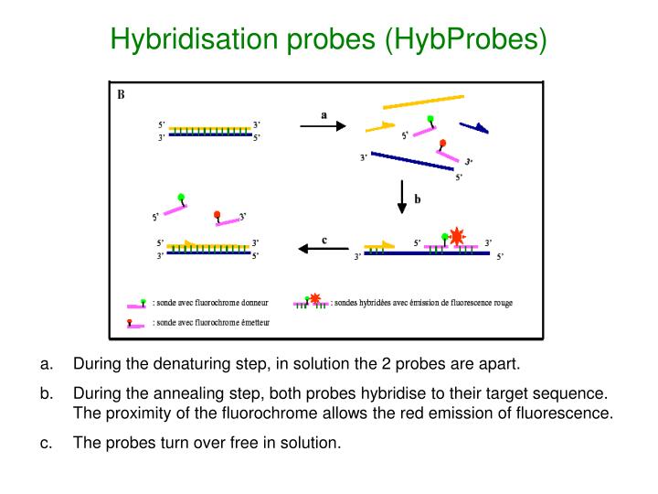 PPT - Quantitative Real-Time PCR PowerPoint Presentation - ID:3308910