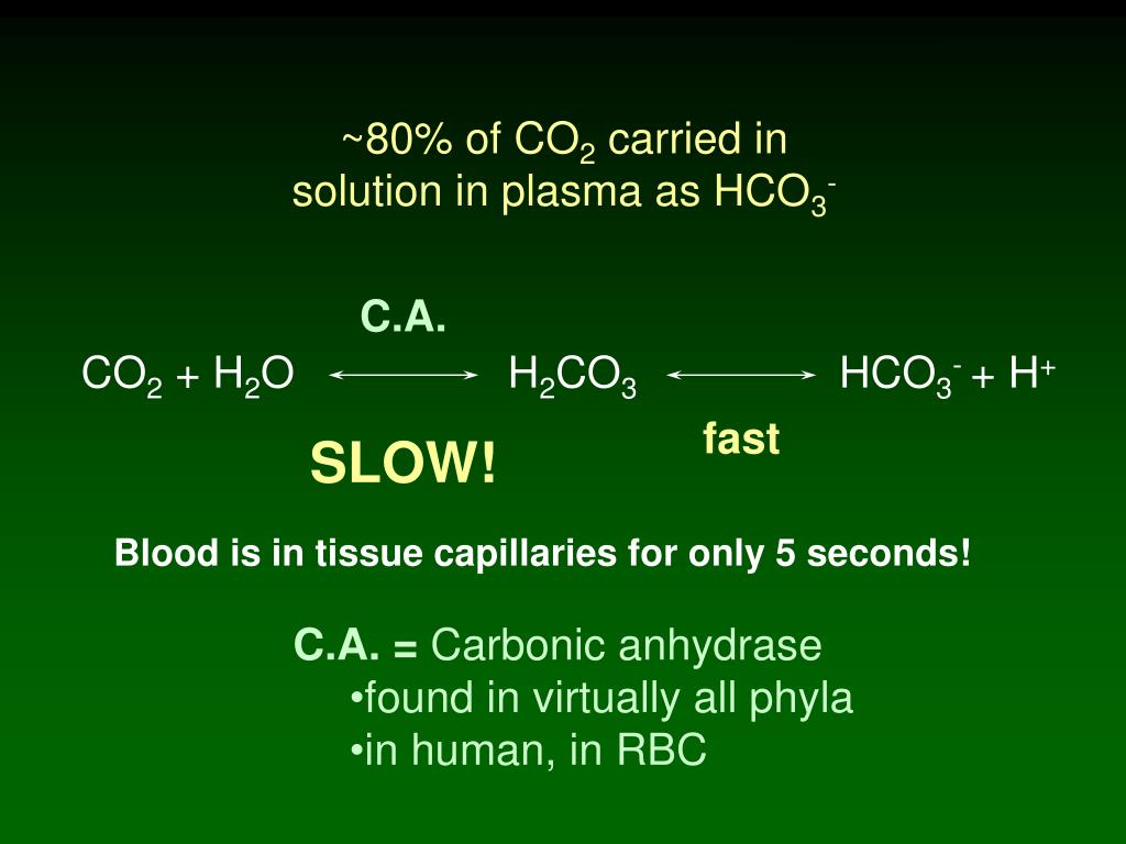 PPT - CO 2 Transport ~5 ml CO 2 / 100 ml systemic venous blood ~20% of ...