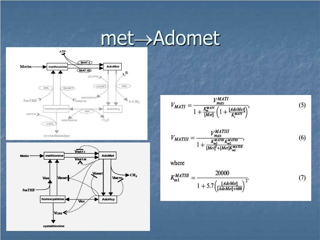 PPT - Mathematical Model of Methionine Cycle: A Comprehensive Analysis ...
