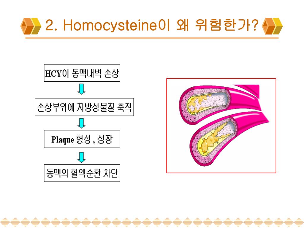 PPT - Homocysteine 에 대하여 PowerPoint Presentation, free download - ID ...