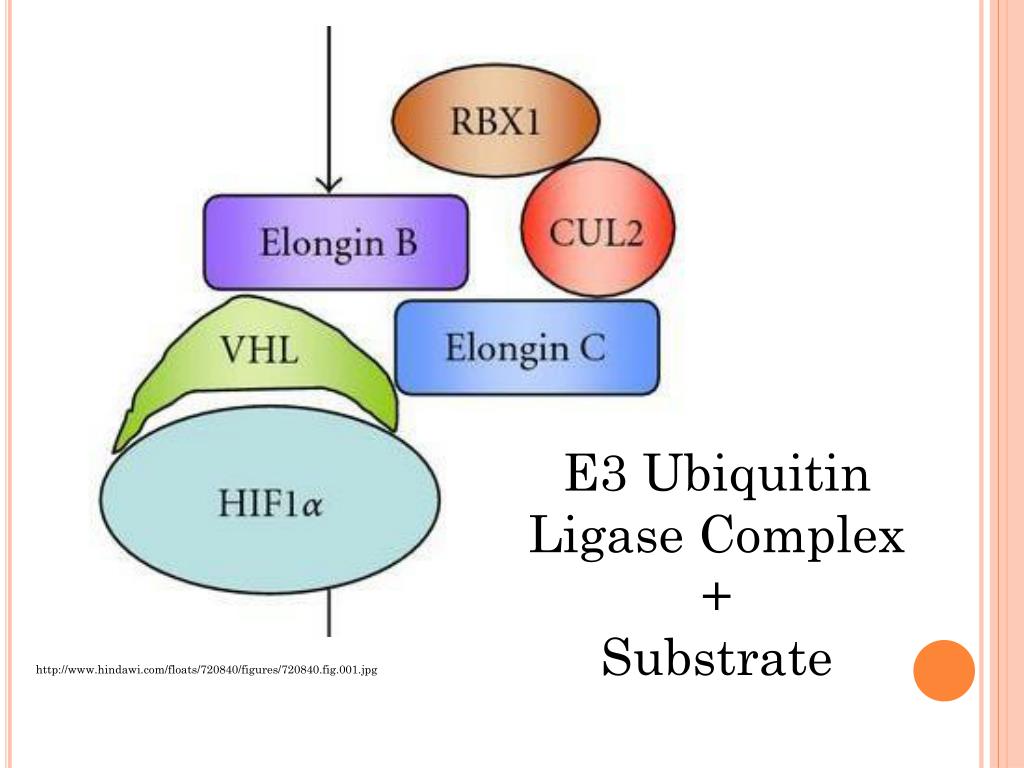 PPT - VHL & von Hippel-Lindau syndrome PowerPoint Presentation - ID:3309660