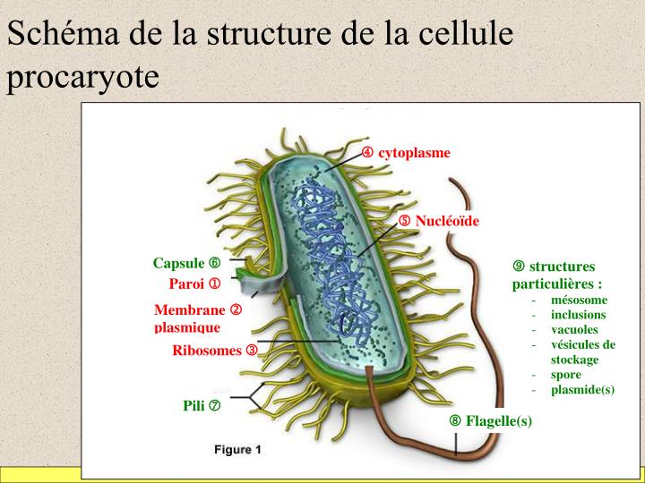 PPT - La CELLULE BACTÉRIENNE OU PROCARYOTE PowerPoint Presentation - ID ...