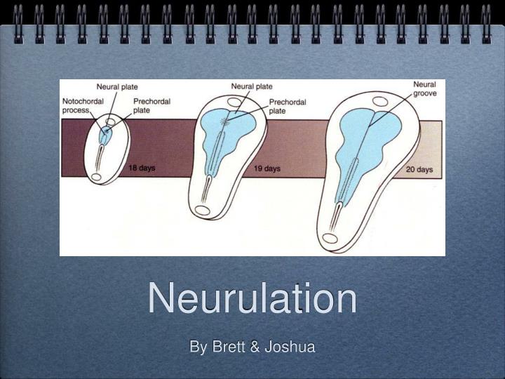 PPT - Neurulation PowerPoint Presentation, free download - ID:3310229