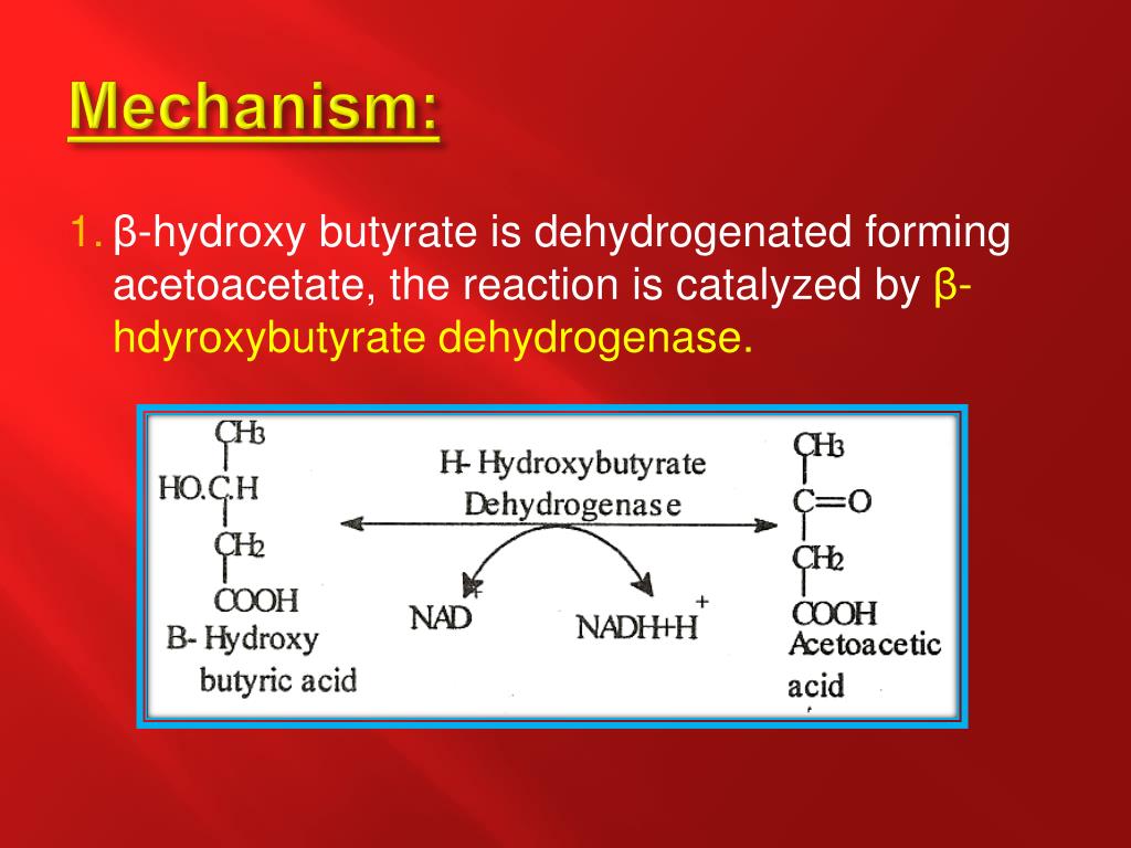 PPT - Ketogenesis & Ketolysis Ketosis ( ketoacidosis ) Metabolism of ...