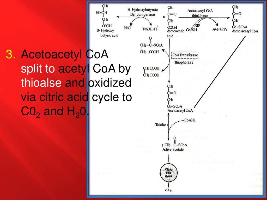 PPT - Ketogenesis & Ketolysis Ketosis ( ketoacidosis ) Metabolism of ...