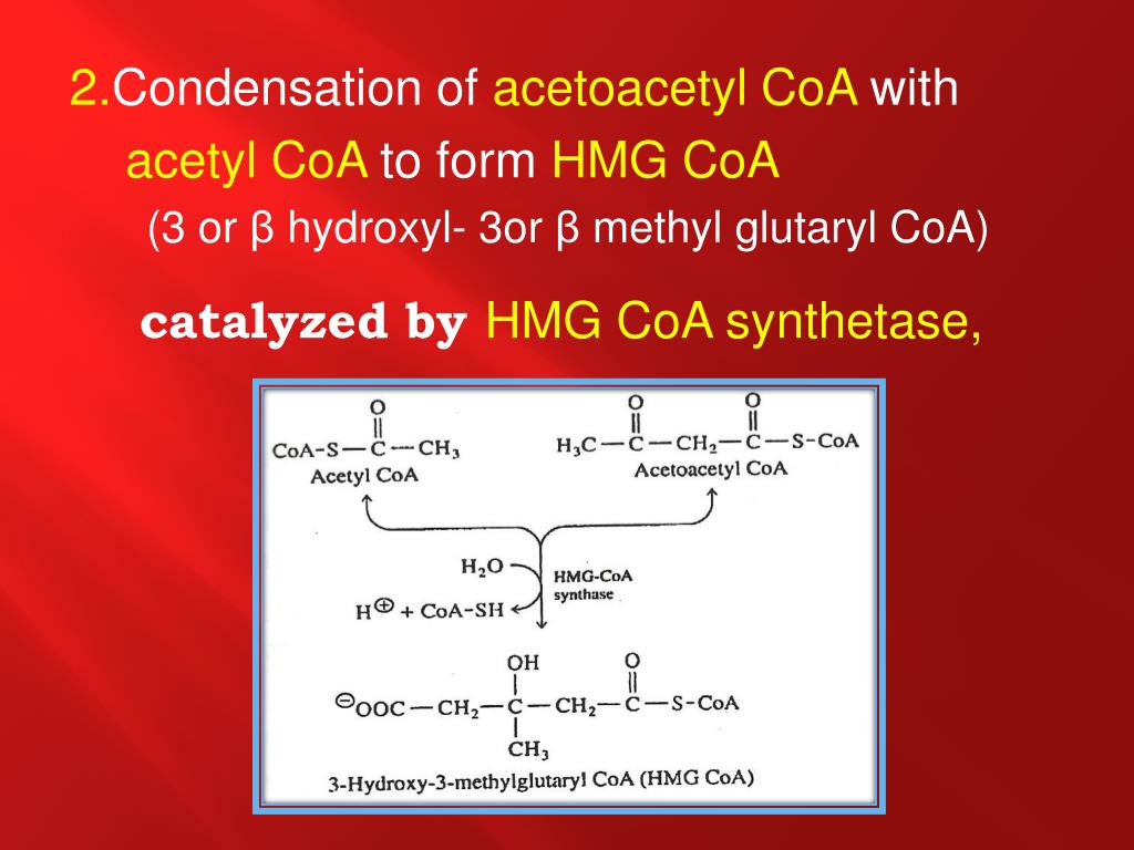 PPT - Ketogenesis & Ketolysis Ketosis ( ketoacidosis ) Metabolism of ...