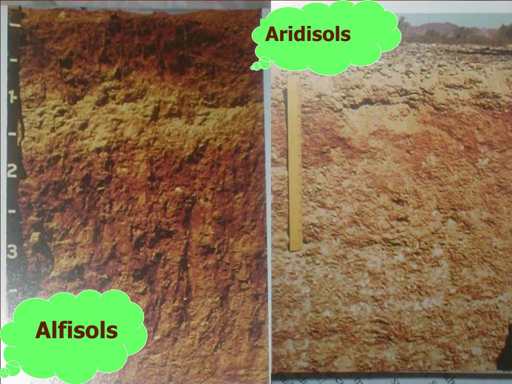 PPT - KLASSIFIKASI TANAH, SURVAI TANAH, DAN PEMETAAN TANAH PowerPoint ...