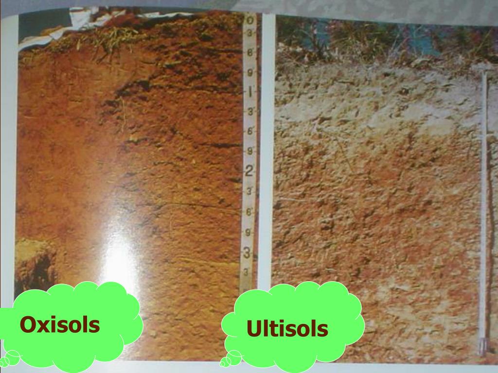 PPT - KLASSIFIKASI TANAH, SURVAI TANAH, DAN PEMETAAN TANAH PowerPoint ...