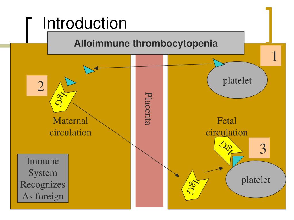Ppt Alloimmune Thrombocytopenia Powerpoint Presentation Free