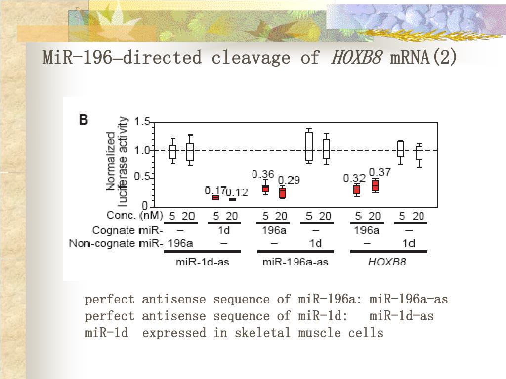 PPT - MicroRNA-Directed Cleavage of HOXB8 mRNA PowerPoint Presentation ...