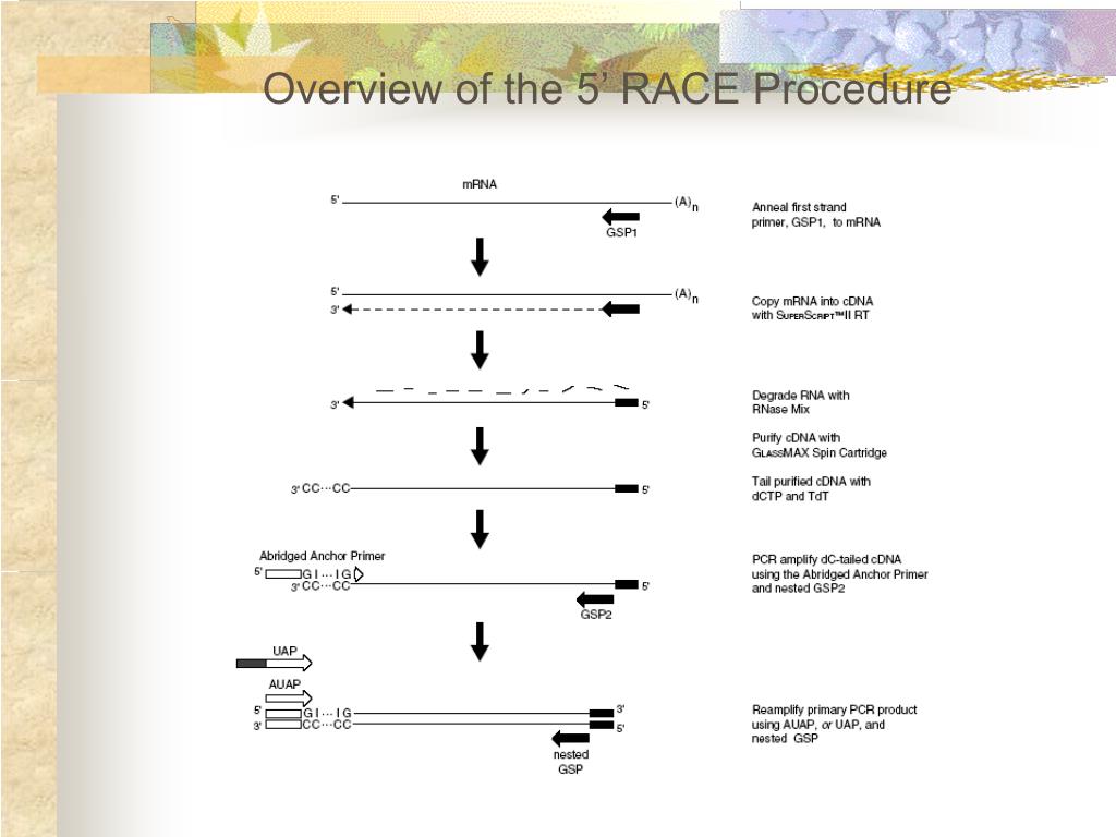 PPT - MicroRNA-Directed Cleavage of HOXB8 mRNA PowerPoint Presentation ...