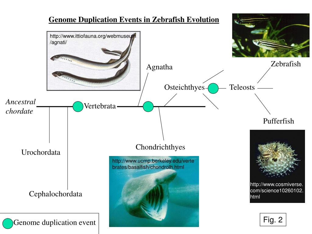 PPT - 21 st Century Biology PowerPoint Presentation, free download - ID ...