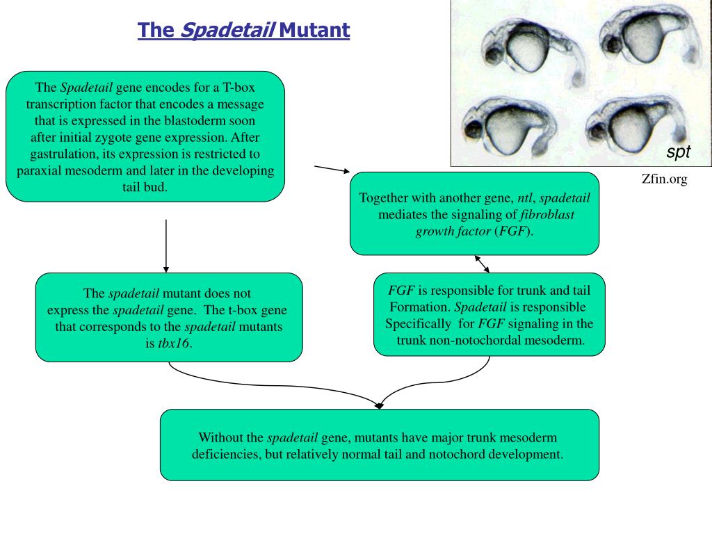 PPT - 21 st Century Biology PowerPoint Presentation, free download - ID ...