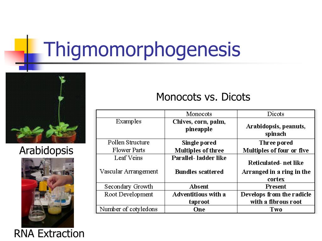 PPT - 21 st Century Biology PowerPoint Presentation, free download - ID ...